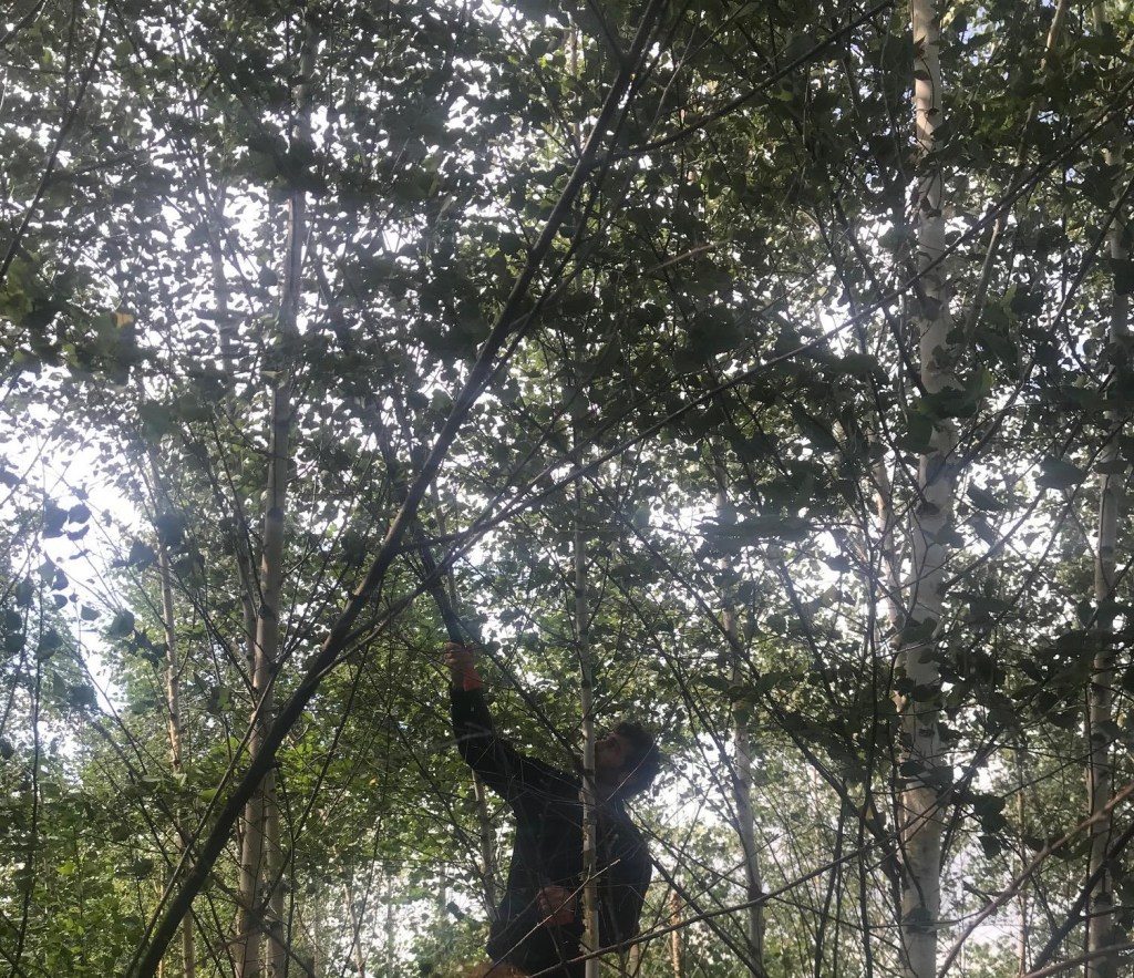 Pablo Castro Sánchez-Bermejo: Tree and mycorrhizal fungal diversity affect leaf functional ...