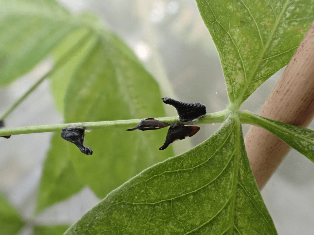 Noah Leith: Understanding how thermoregulation affects insect survival and reproduction in the ...
