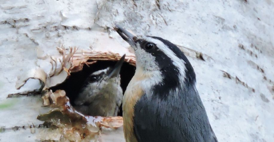 James Mouton: Red-breasted nuthatches smear sap around their nest ...