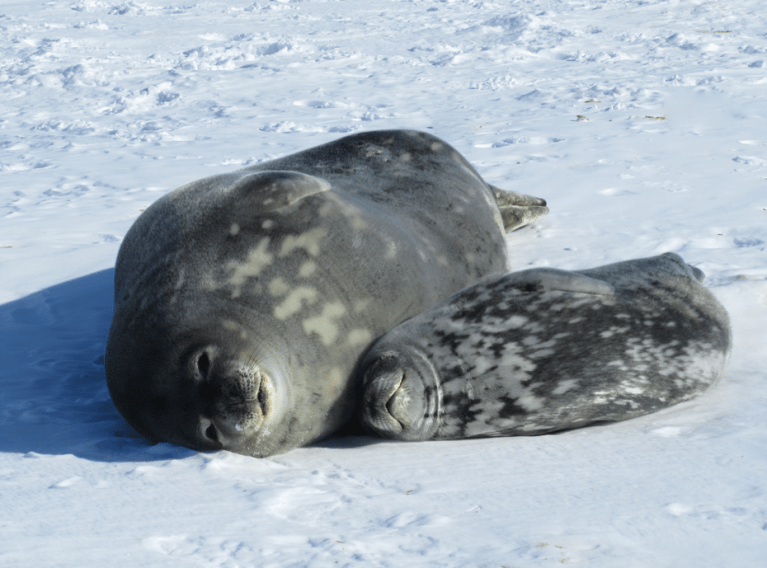 Amy Kirkham: Hormones reflect the impacts of reproductive rest on ...