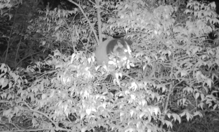 Wande Li | The night shift: how nocturnal arboreal mammals reshape seed ...